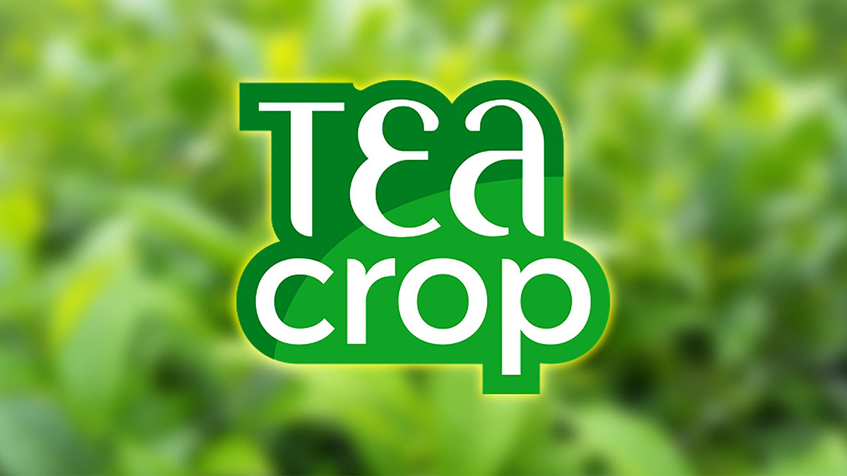 Tea Crop